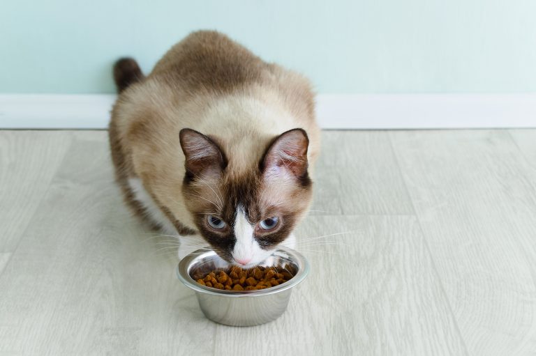 How to Choose Cat Food: 10 Vet-Approved Tips & Tricks - Catster