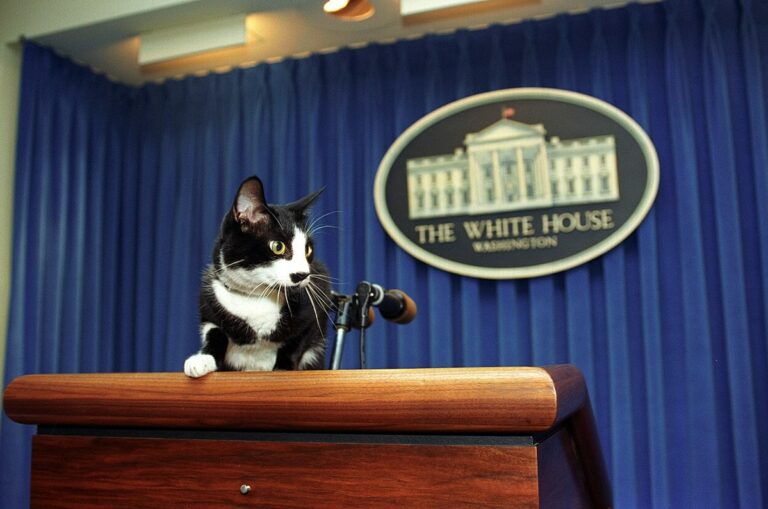 History of Cats in the White House: A Look Over the Last Centuries ...