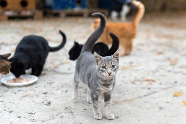 How Long Do Outdoor Cats Live?? Average Lifespan & Info - Catster