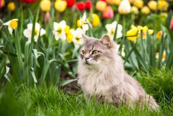 Do Your Cats Get Spring Fever? Vet-Verified Behaviors & Changes - Catster