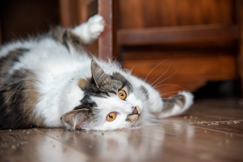 Can Cats Be Allergic to Catnip? Feline Facts & Alternatives (Vet ...