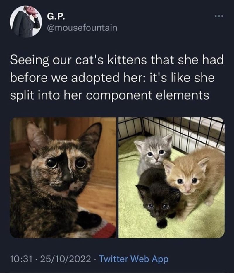 35 Kitten Memes: Cute, Funny & Adorably Evil Kittens - Catster