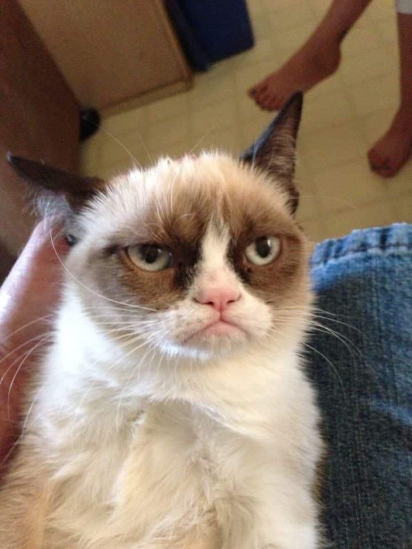 What Breed of Cat Was Grumpy Cat? Feline Celebrity Facts - Catster