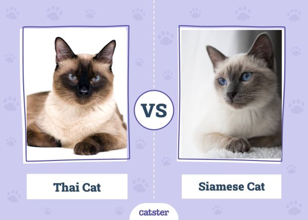 Ragdoll vs Siamese Cat: What’s the Difference? (With Pictures) - Catster