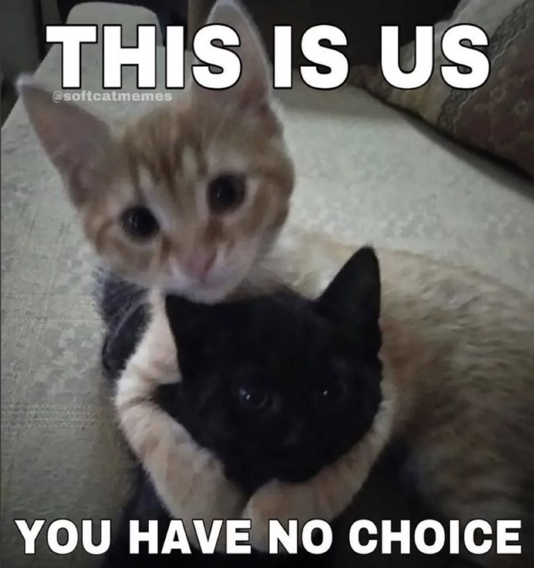 35 Kitten Memes: Cute, Funny & Adorably Evil Kittens - Catster