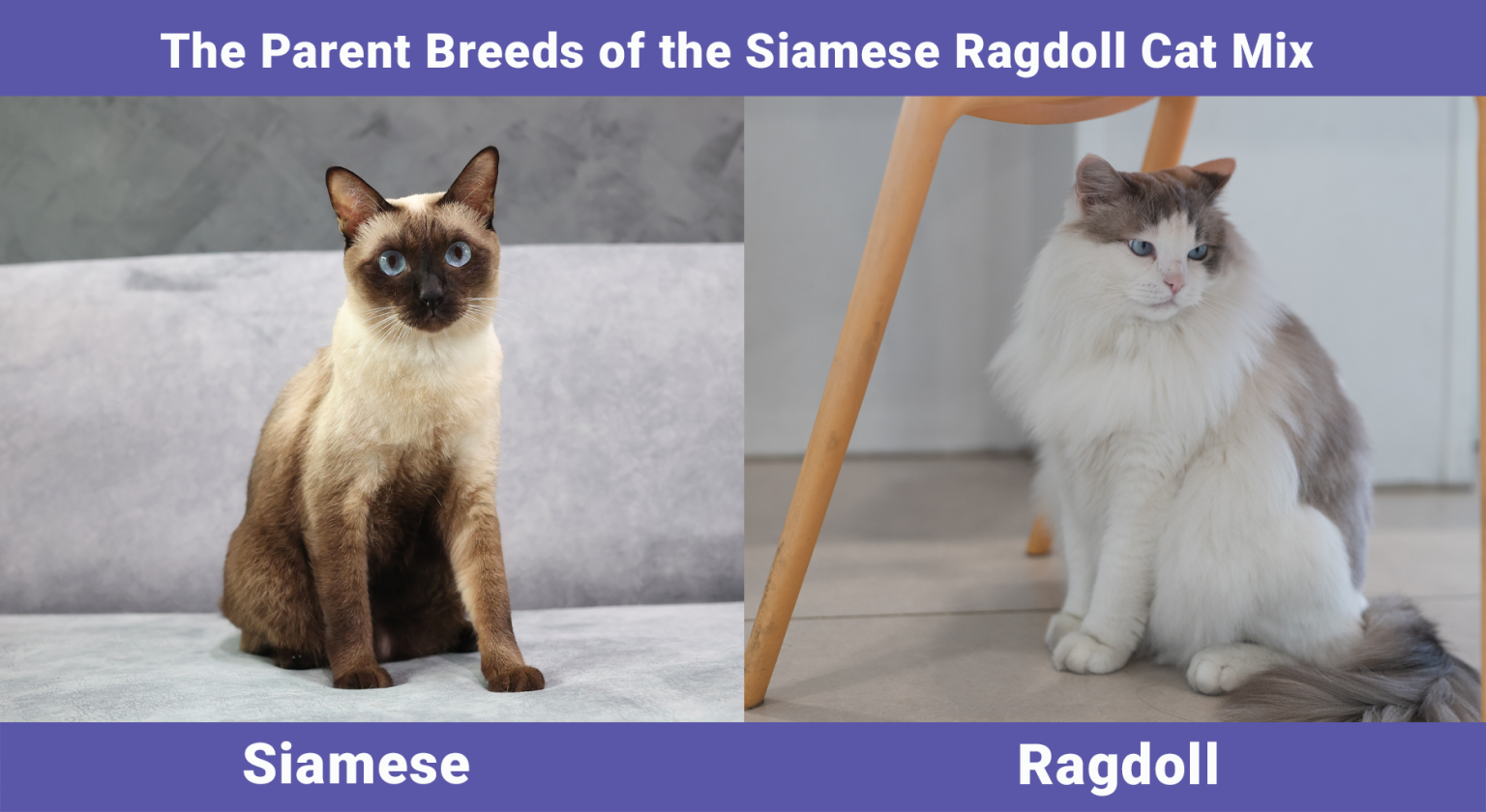 Siamese Ragdoll Cat Mix: Info, Pictures, Temperament & More - Catster