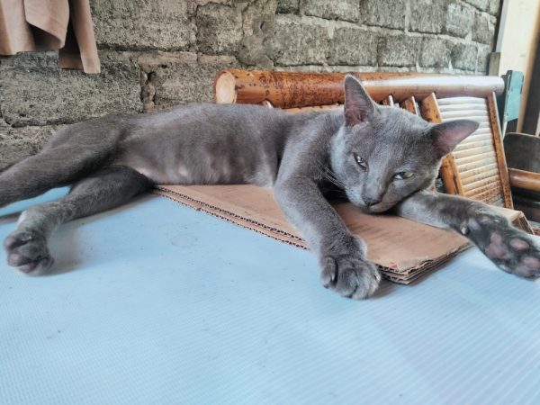 Raas Cat: Breed Info, Facts, Pictures & Care - Catster