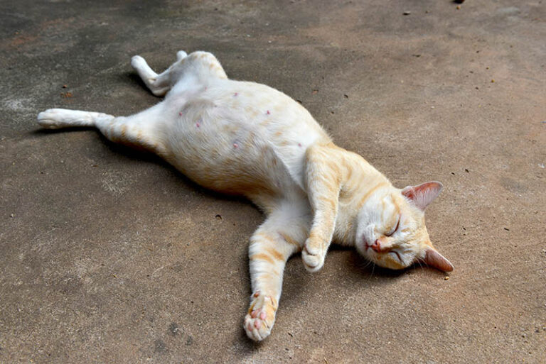 Why Do Cats Sleep in a Circle? Vet Reviewed Reasons - Catster