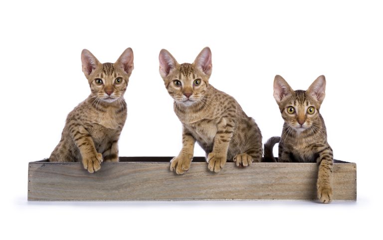 Ocicat Cat Breed: Info, Pictures, Temperament & Traits - Catster