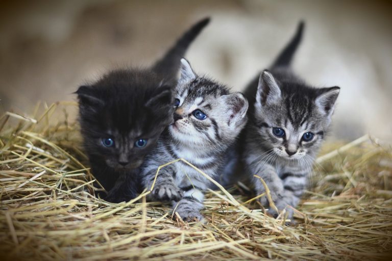 Can a Litter of Kittens Have Different Fathers? Vet-Verified Facts ...