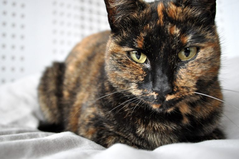 13 Rarest Cat Patterns & Coat Colors (With Pictures) - Catster