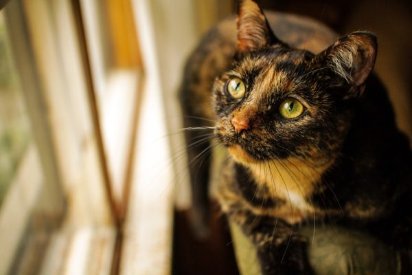 Why Do Cats Stare? Feline Behavior Explained (Vet-Reviewed Info) - Catster