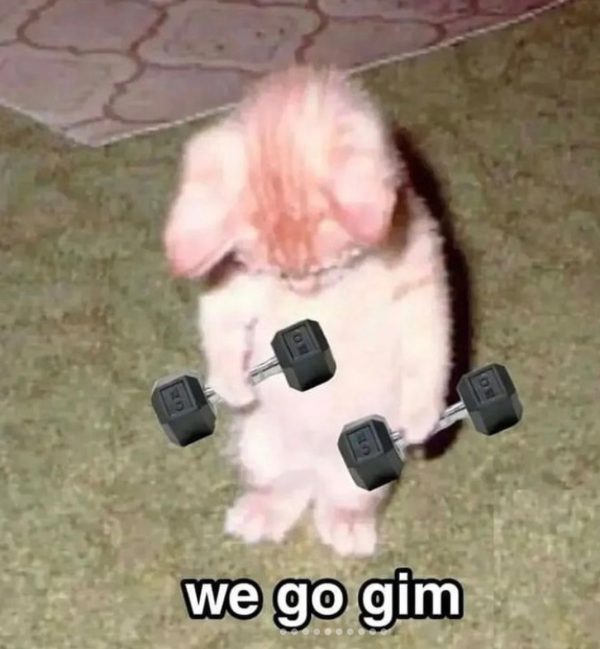 35 Kitten Memes: Cute, Funny & Adorably Evil Kittens - Catster