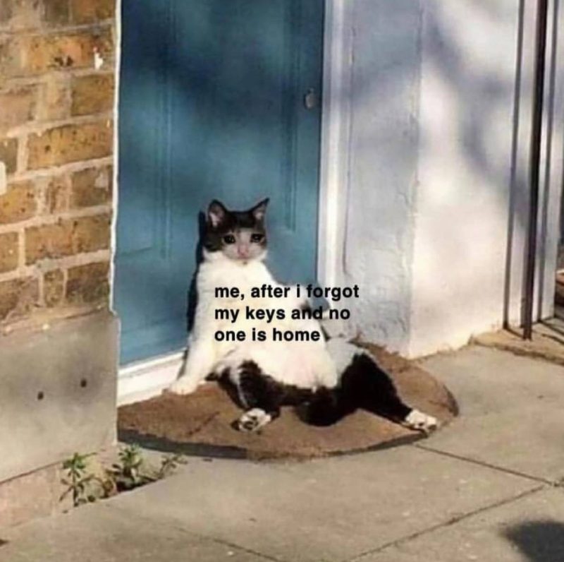 50 Perfect Crying Cat Memes - Sad But Hilarious Jokes - Catster