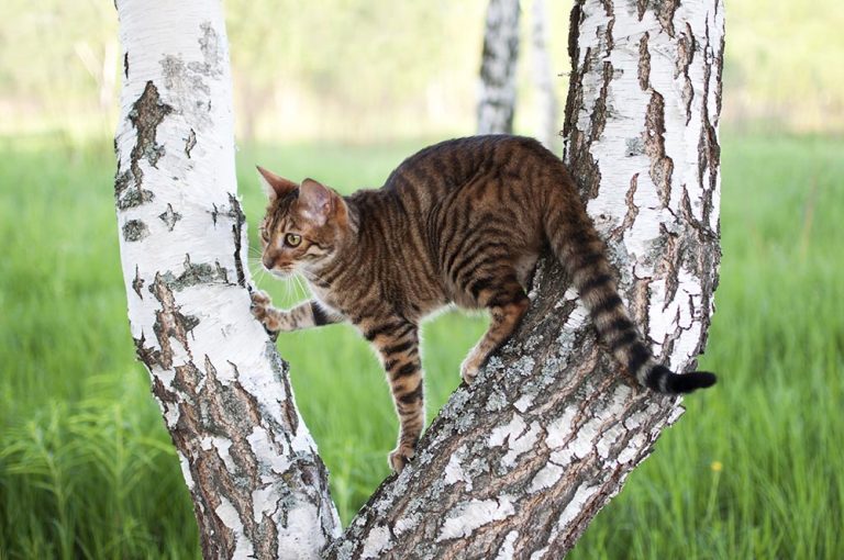 Toyger vs. Bengal: Main Differences (With Pictures) - Catster