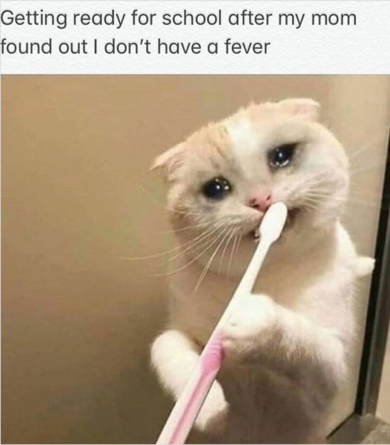 50 Perfect Crying Cat Memes - Sad But Hilarious Jokes - Catster