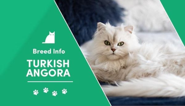 Turkish Angora Cat Breed Info: Pictures, Traits & Facts - Catster