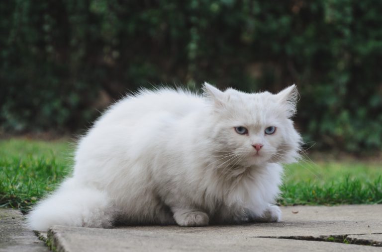 15 Turkish Angora Cat Colors & Patterns (With Pictures) - Catster