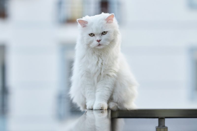 Turkish Angora Cat Breed: Info, Pictures, Traits & Facts - Catster