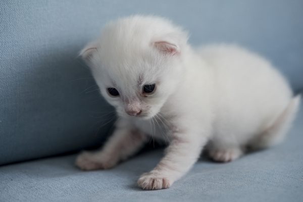Turkish Angora Cat Breed: Info, Pictures, Traits & Facts - Catster