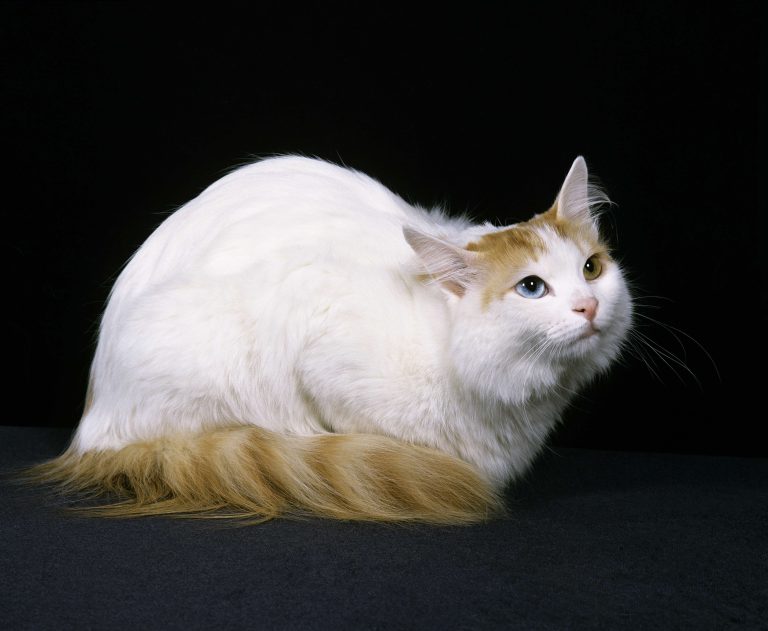 9 Bicolor Cat Patterns (With Info & Pictures) - Catster