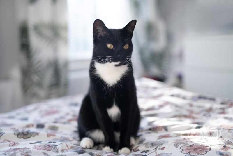 Tuxedo Cat Info Pictures And History Catster