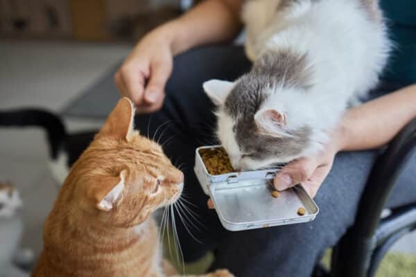 How to Introduce a Kitten to a Cat: 10 Vet-Approved Tips - Catster