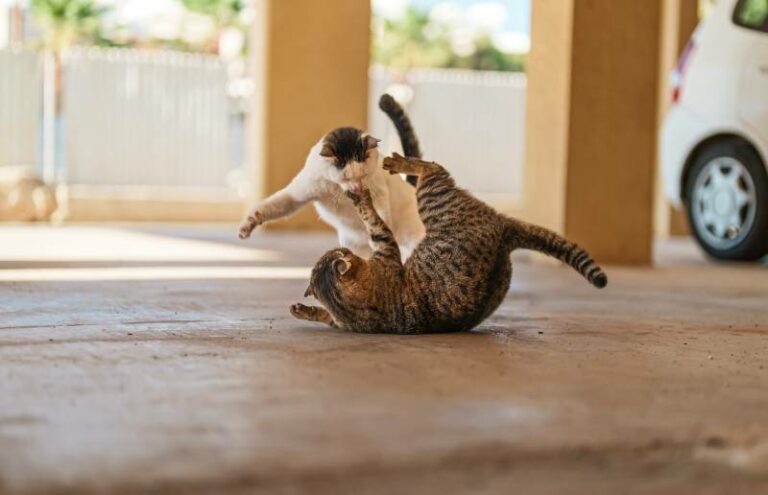 Is It True That Male Cats Kill Kittens? Vet-Reviewed Behavior ...