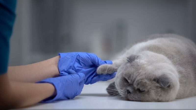 Cat Horned Paws: Our Vet Explains What It Is & What to Do - Catster