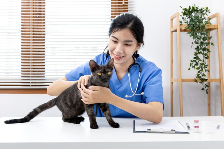 How to Calm Your Hyper Cat: 9 Vet-Approved Tips - Catster