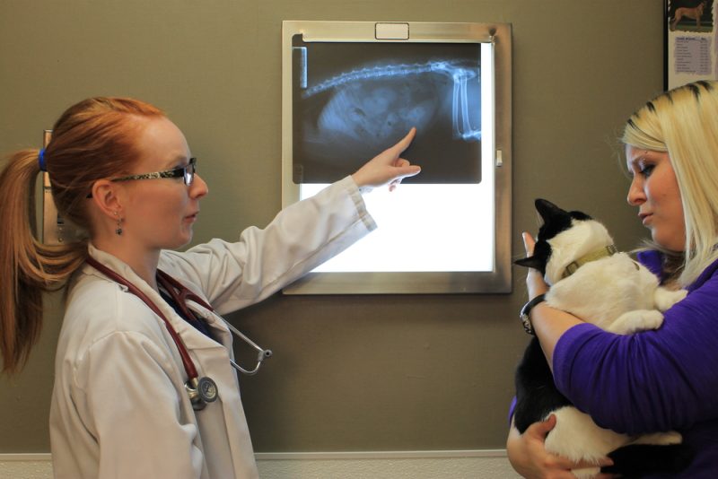 Cat Spleen: Our Vet Explains What it is & How it Works - Catster