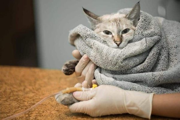 4 Vet-Reviewed Natural Home Remedies for Blood in Cat Stool - Catster