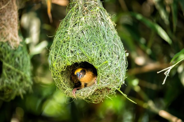 How to Protect Bird Nests From Cats: 12 Effective Vet-Verified Ideas ...