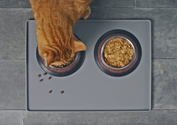 My Cat Smells Like Poop: 5 Vet-Verified Reasons & Solutions - Catster