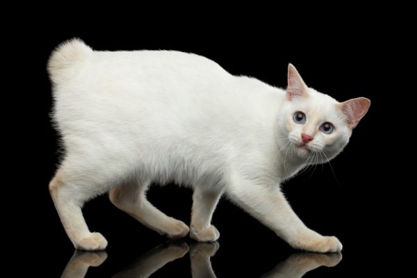 10 Cat Breeds With Short Tails (With Info & Pictures) - Catster