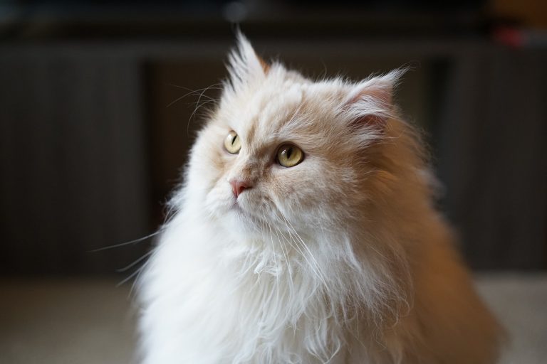 20 Long Haired Cat Breeds: Info, Pictures & Facts - Catster