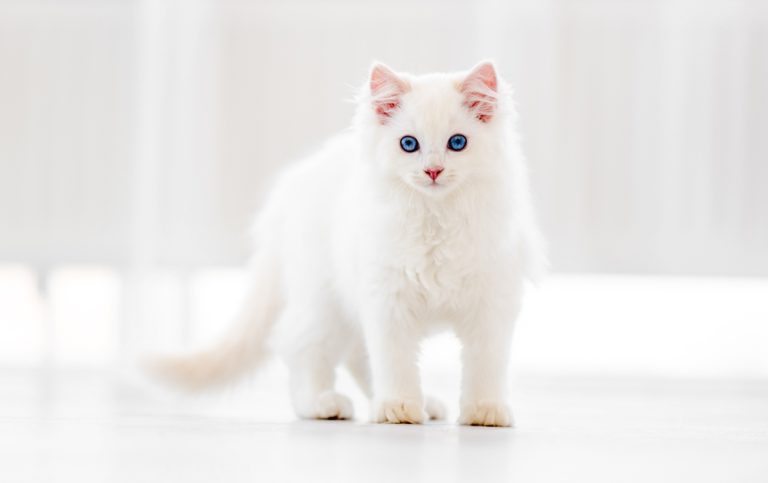 7 Vet-Verified Facts About White Cats You'll Love to Learn - Catster