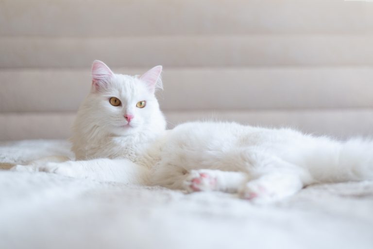 Are White Cats Deaf? Genetic Explanations for Deafness (Vet-Approved ...