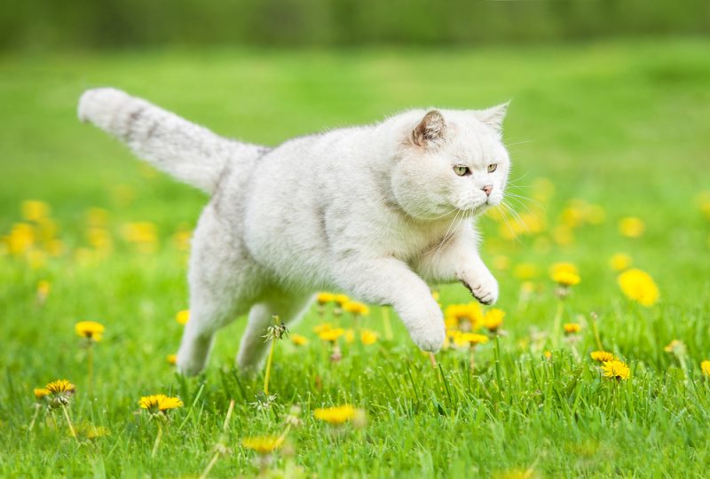 White British Shorthair Cat: Info, Pictures, Facts & History - Catster