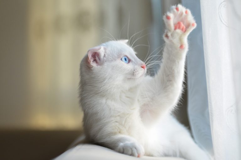 Why Are Cats So Curious? 7 Fascinating Insights - Catster