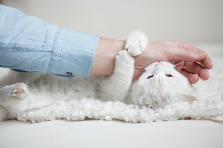 How to Stop Your Cat Biting When Playing: 7 Expert Tips - Catster