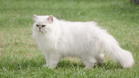 21 White Cat Breeds (With Info & Pictures) - Catster