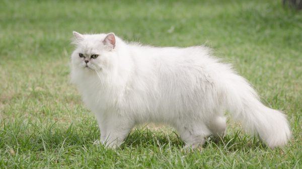 15 Independent Cat Breeds (With Info & Pictures) - Catster
