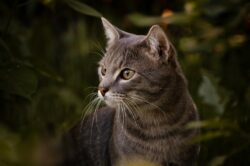 What Was the First Breed of Cat on Earth? Domestication Facts & History ...