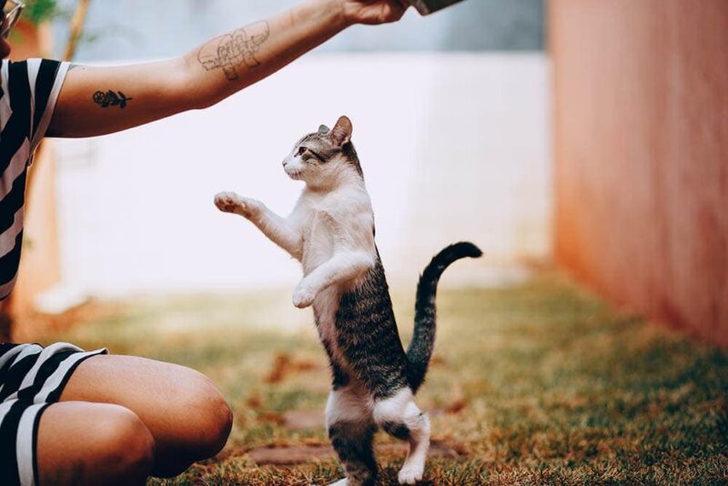 11 Vet-Verified Benefits of Playing With Your Cat - Catster