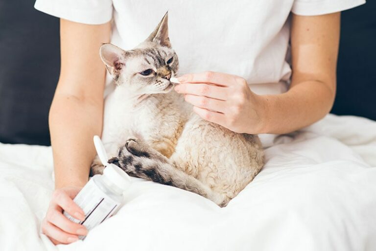 Tapeworms in Cats: Vet Reviewed Signs, Causes, and Care - Catster