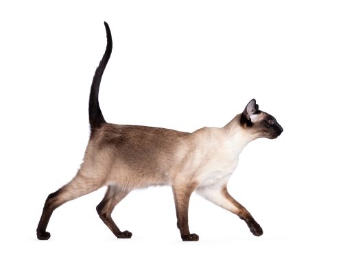8 Vet-Verified Seal Point Cat Facts: Info, Pictures & Breeds - Catster