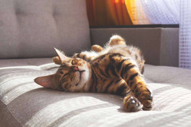13 Cat Sleeping Positions Explained (With Pictures) - Catster