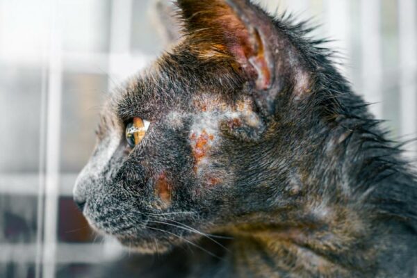 Skin Disease in Cats: Our Vet Explains Causes, Signs & Treatments - Catster