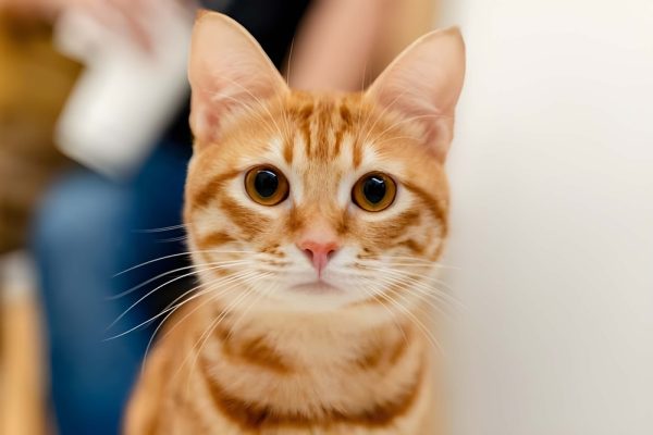 What Breed Is My Tabby Cat How To Tell Types Helpful Tools Catster